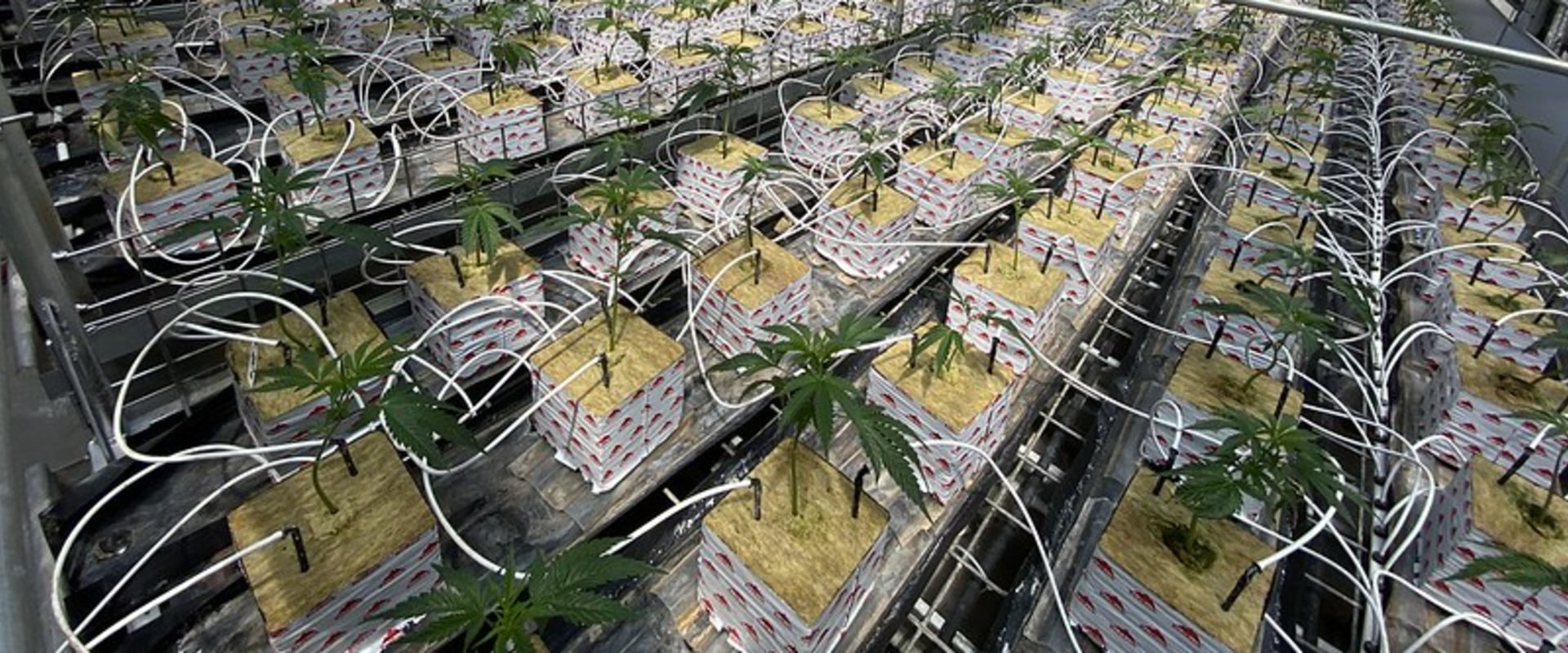 Hemp Hydroponics: How To Grow Sativa