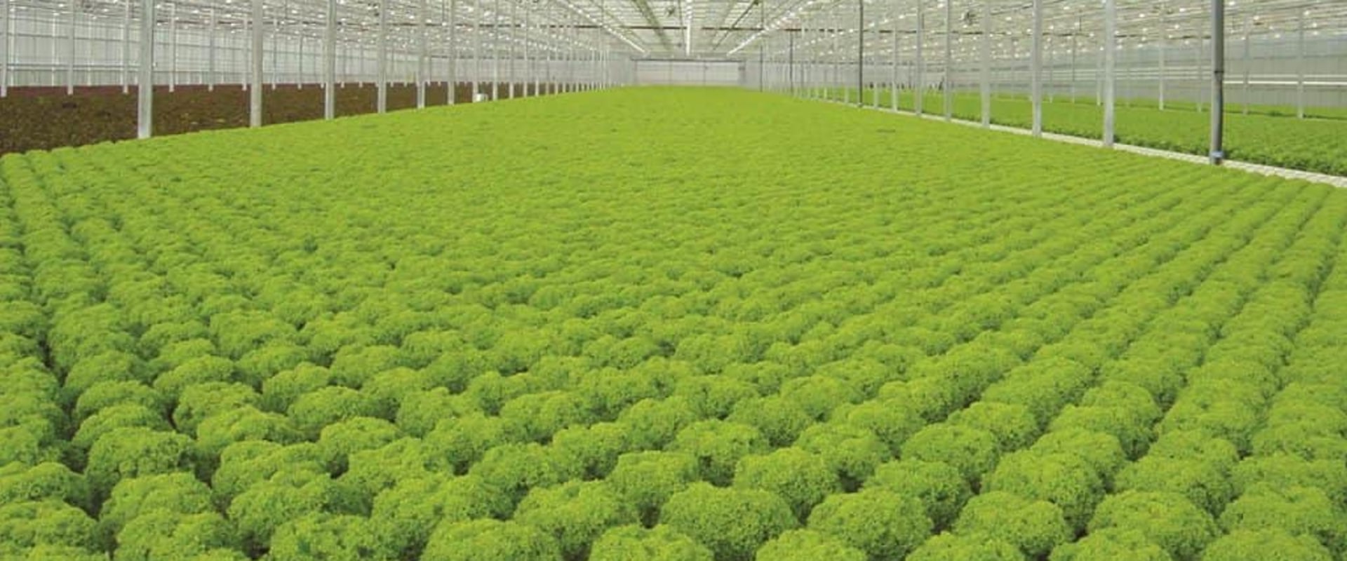 What is the best hydroponic crop?